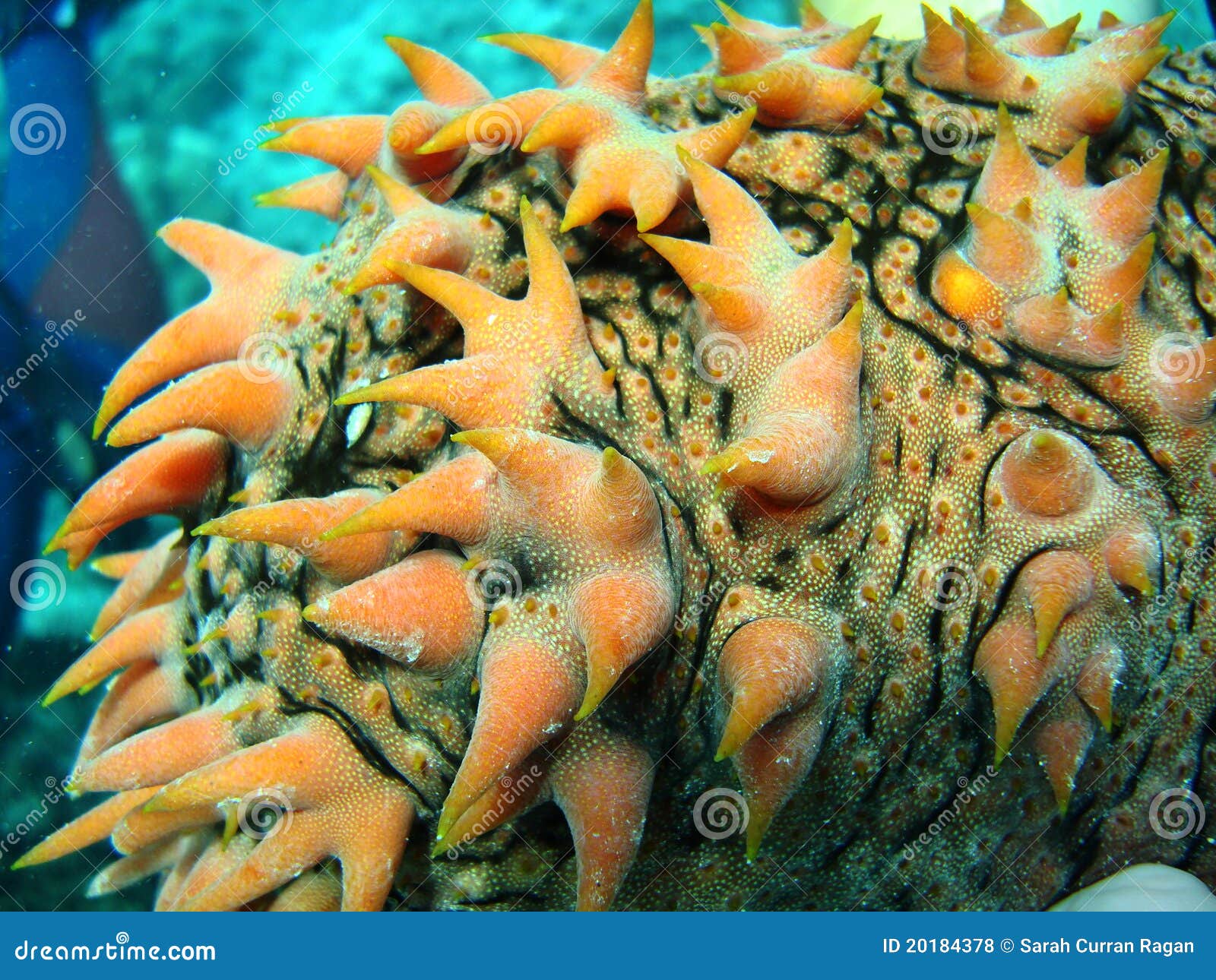Sea Cucumber Underwater Prickly Redfish Stock Photo - Image of ...
