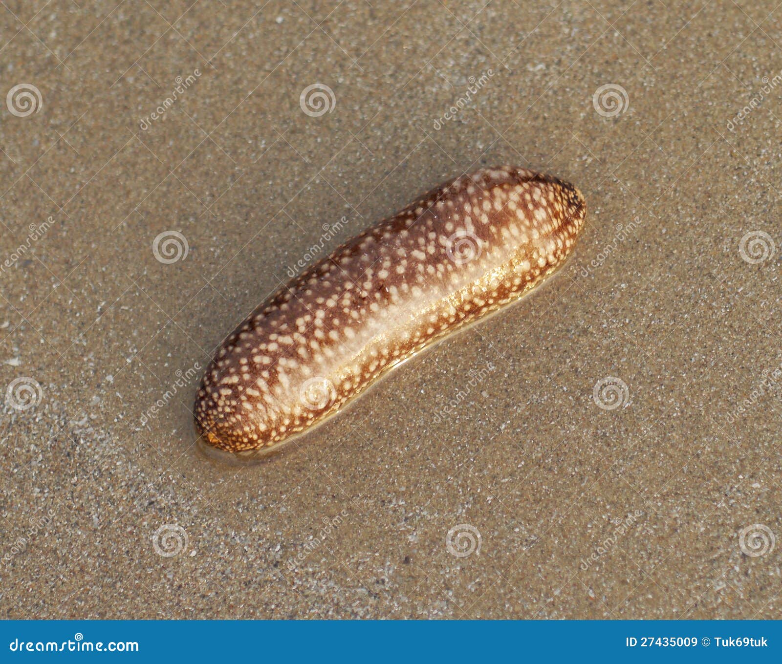 Sea cucumbers in the sand stock image. Image of delicious - 27435009