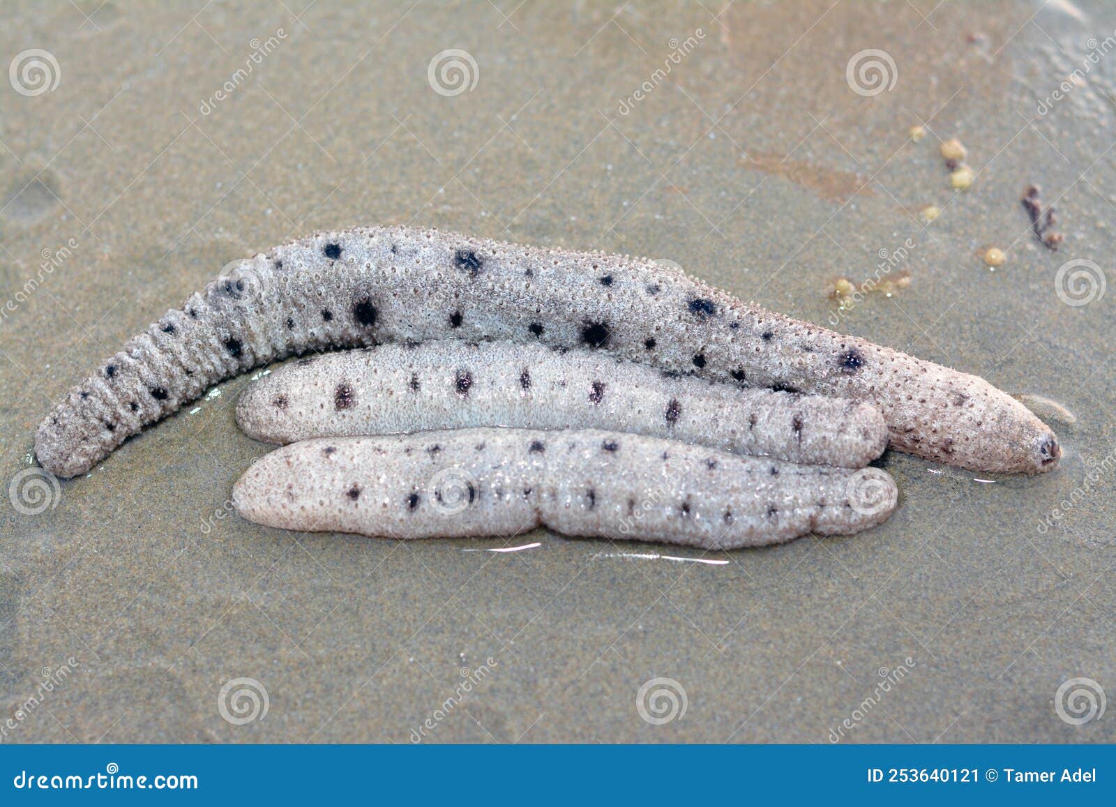 Sea Cucumbers On The Shallow Sea Floor On The Beach, Echinoderms From ...
