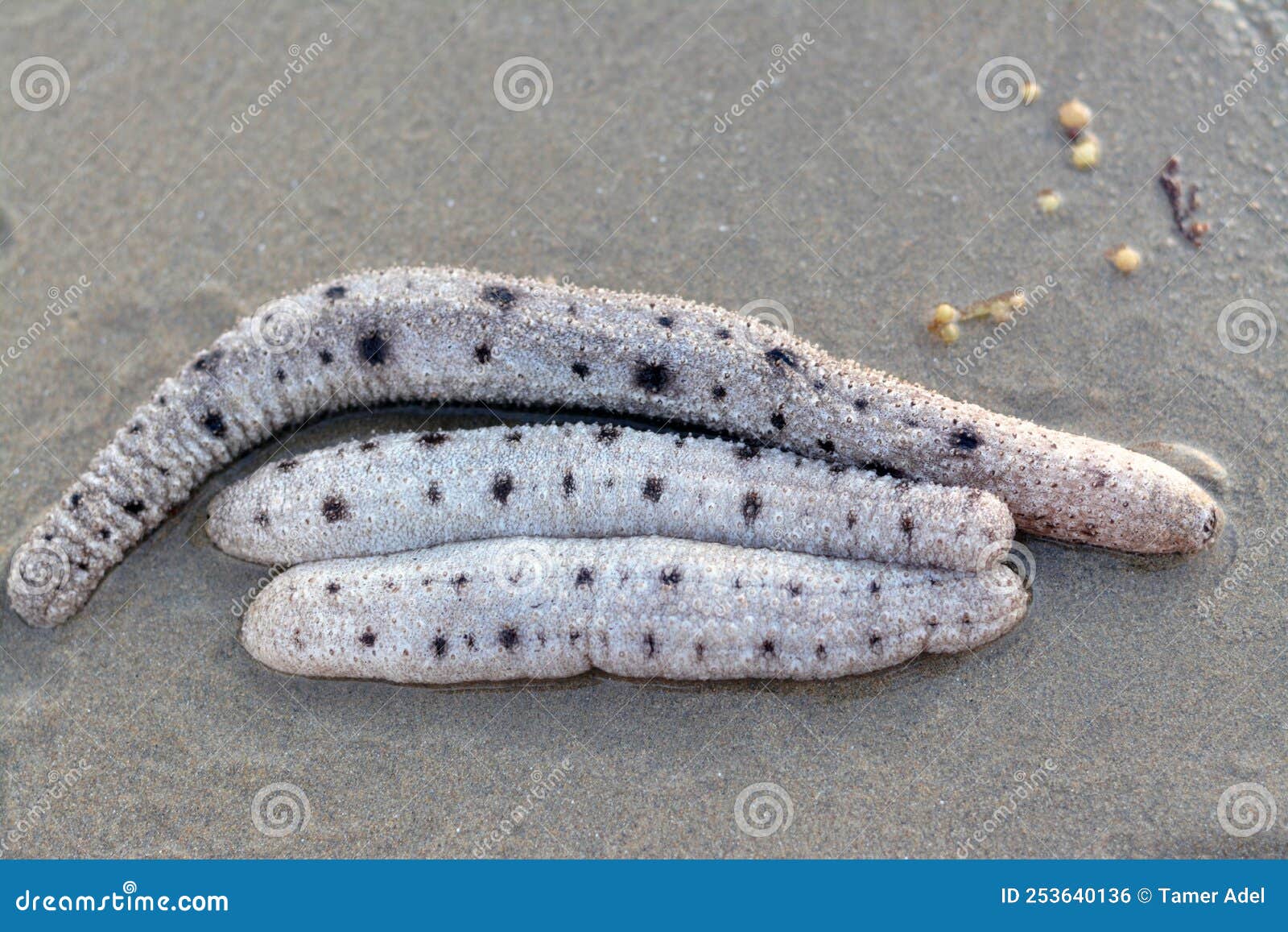 Sea Cucumbers on the Shallow Sea Floor on the Beach, Echinoderms from ...
