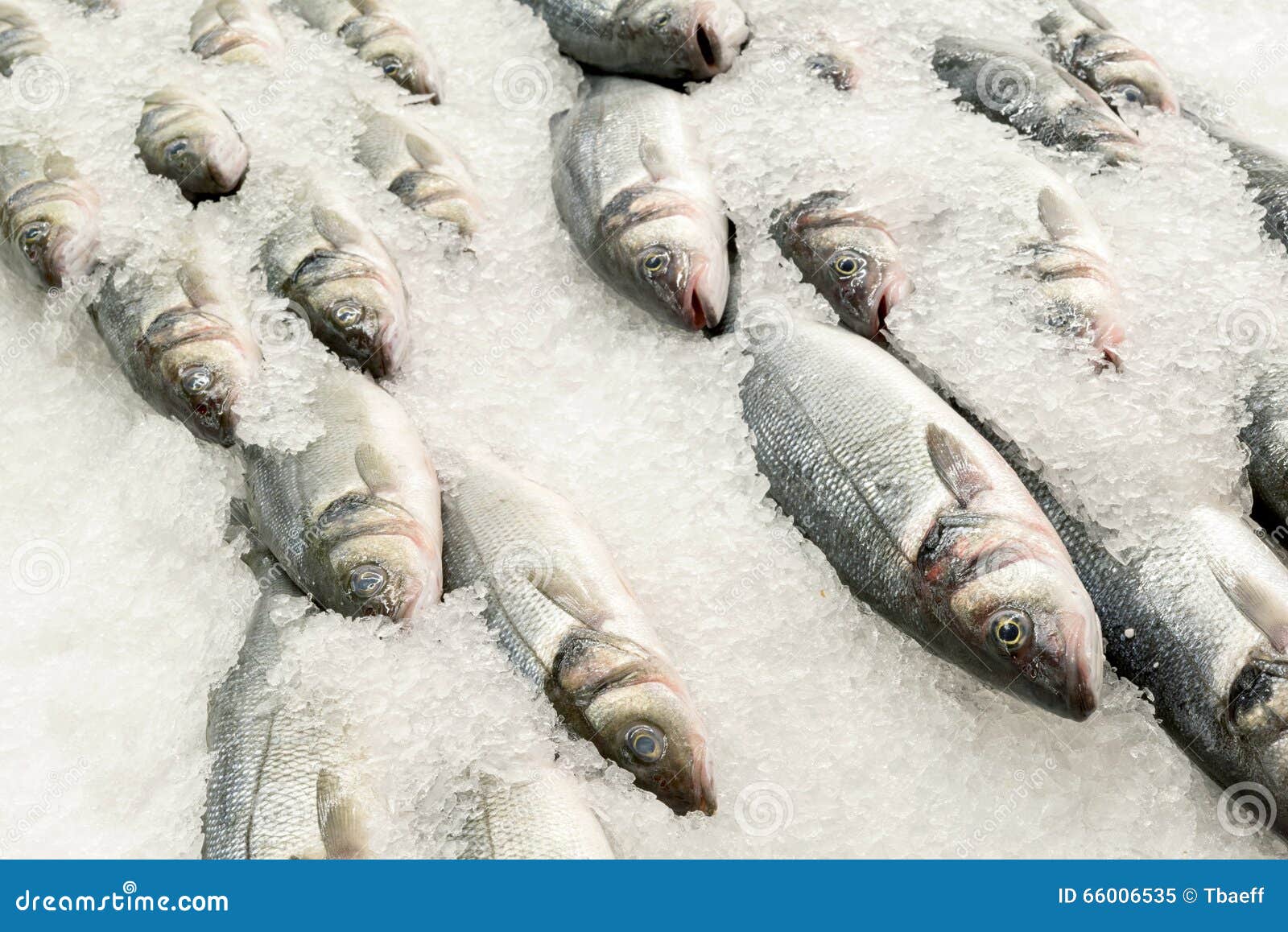 Sea dace fish on ice stock image. Image of creature, cooking - 66006535