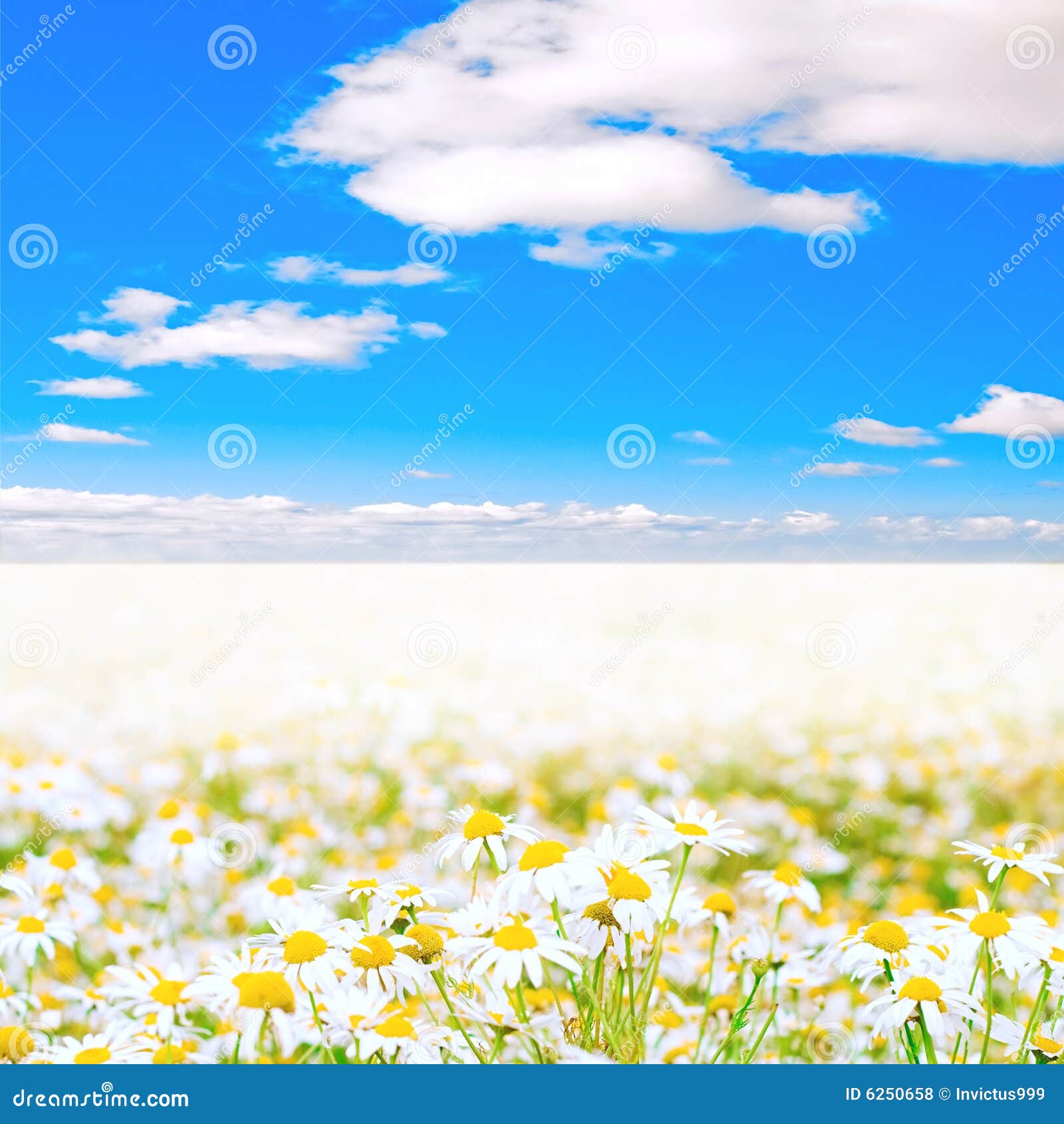 Sea of daisies stock photo. Image of bright, outdoor, horizon - 6250658