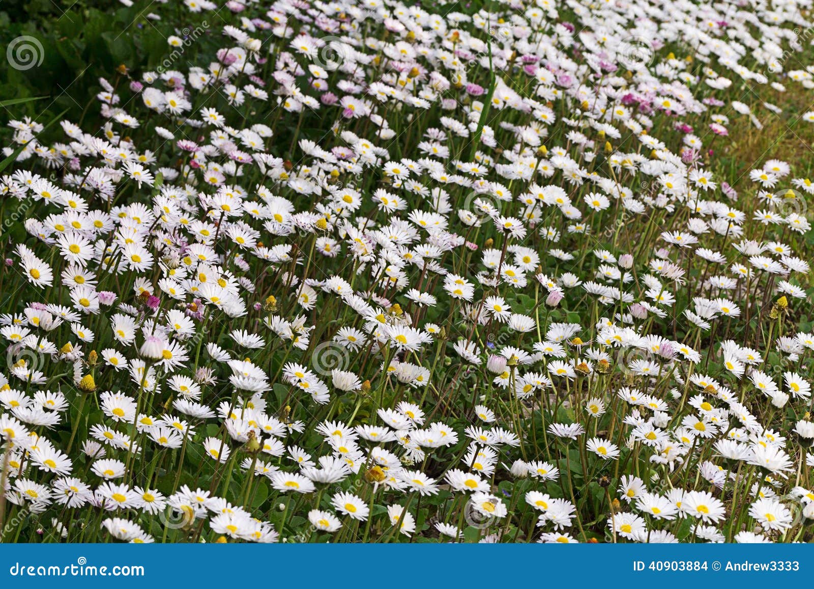 A sea of daisies stock photo. Image of garden, white - 40903884