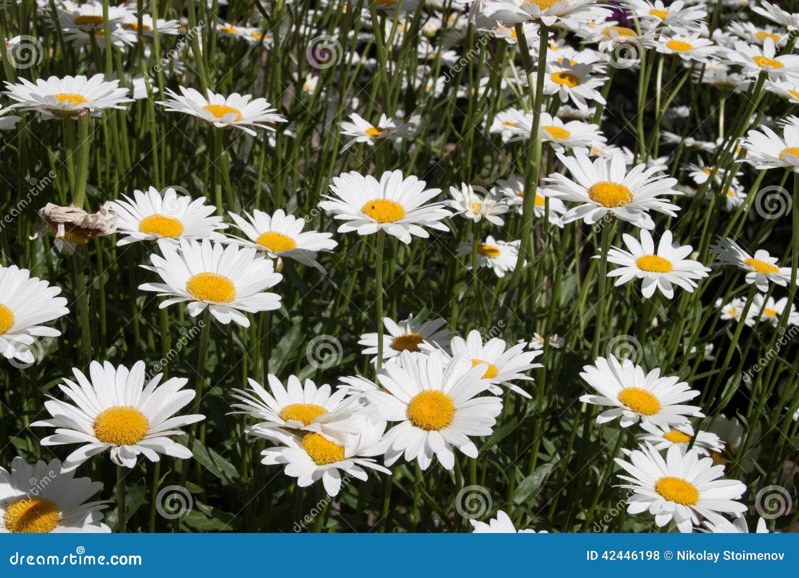 Sea of Daisy stock photo. Image of hope, colored, freshness - 42446198
