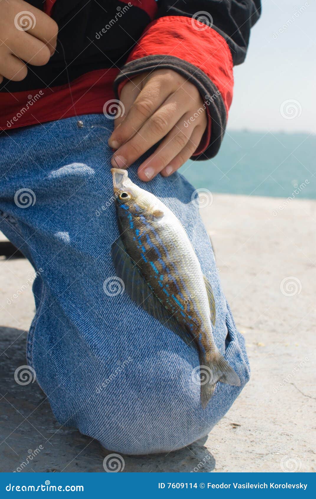 Sea dark blue perch. stock photo. Image of holds, water - 7609114