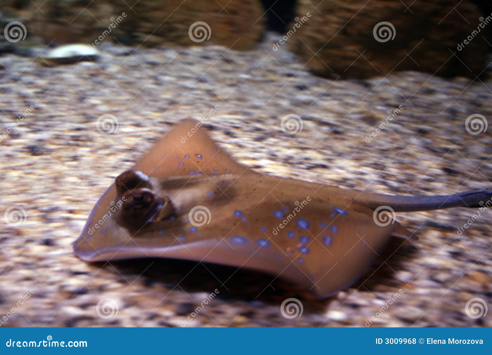 Sea-devil stock photo. Image of tropical, vacation, themes - 3009968