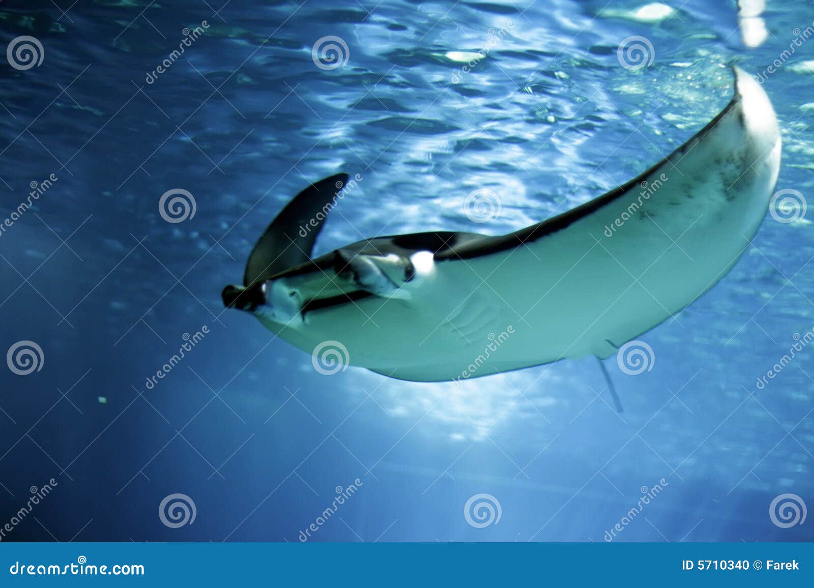 Sea devil stock photo. Image of color, aquatic, danger - 5710340