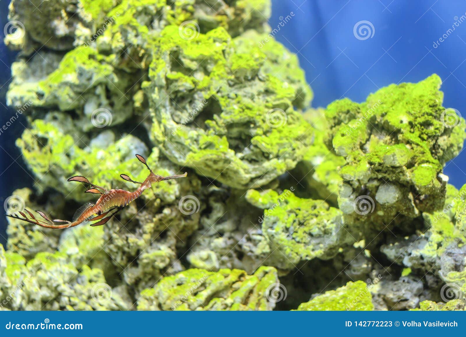 Sea Dragon Fish Closeup in the Aquarium Background Stock Image - Image ...