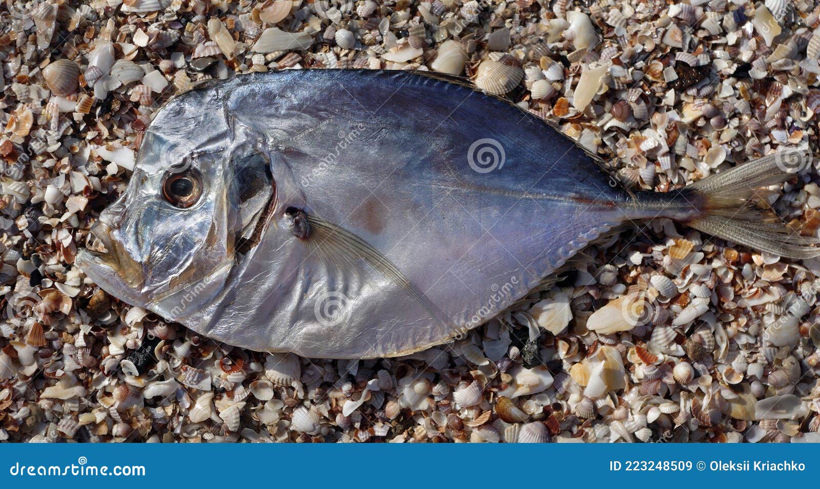 Fish Sand Smelt Swimming Underwater In The Sea Atherina Presbyter Stock ...