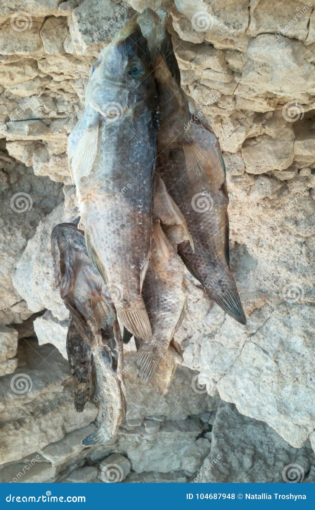 Sea Dry Fish and Stone Texture Stock Photo - Image of background, rock ...