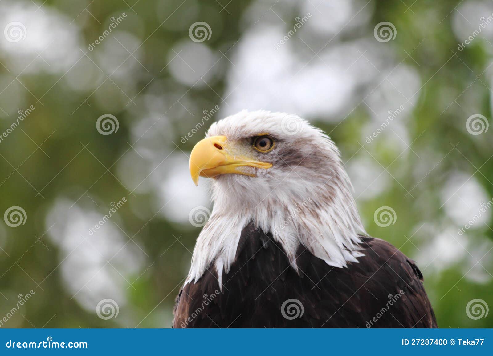 Sea eagle 3 stock photo. Image of predator, claw, raptor - 27287400