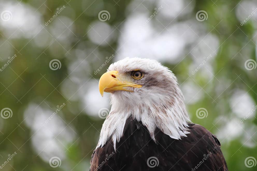 Sea eagle 3 stock photo. Image of predator, claw, raptor - 27287400