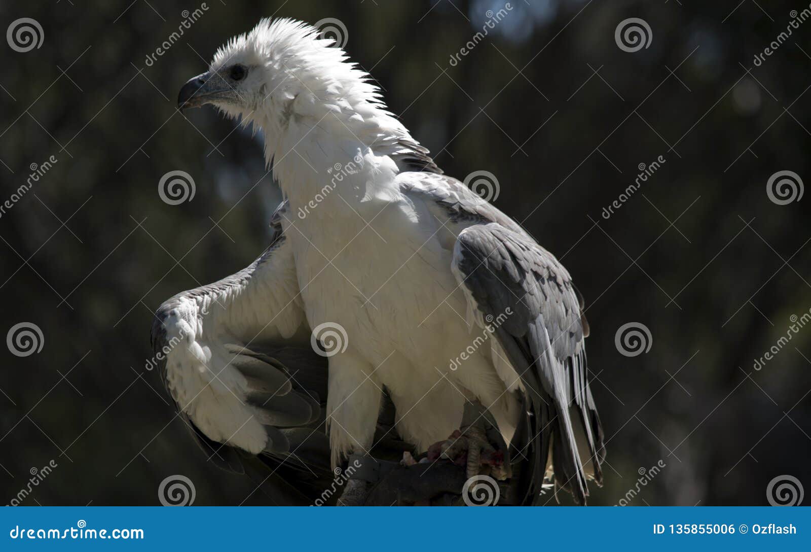 A sea eagle stock photo. Image of eagle, animal, australia - 135855006