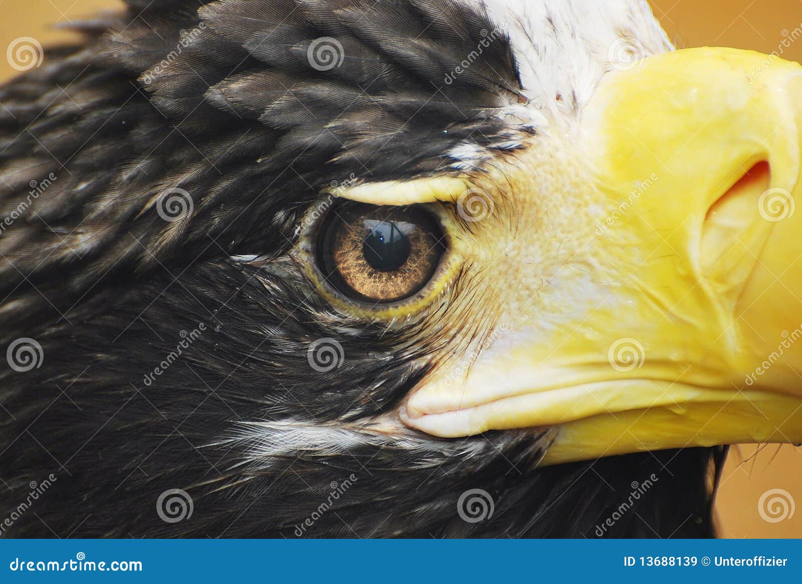 Sea Eagle s Eye stock image. Image of feather, beak, prey - 13688139