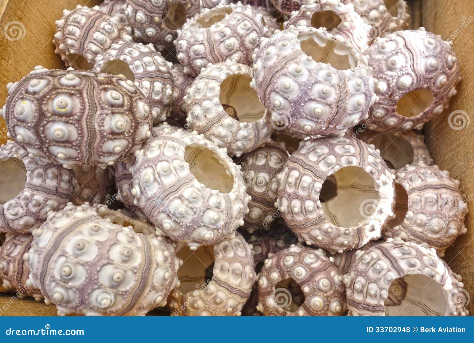 Sea eagle stock photo. Image of decorative, ocean, stacked - 33702948