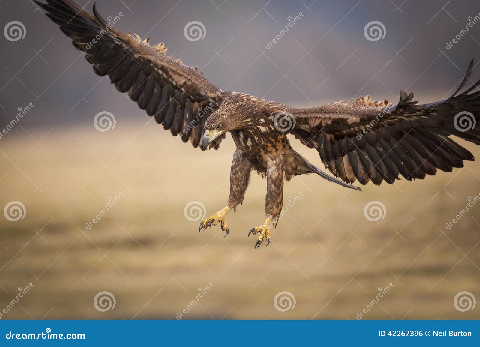 Sea Eagle, Talons for Landing Stock Photo - Image of lake, wading: 42267396