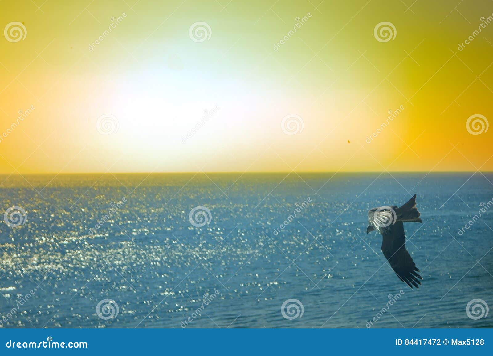 The Sea Eagles. Kites Over the Indian Ocean Stock Photo - Image of dawn ...