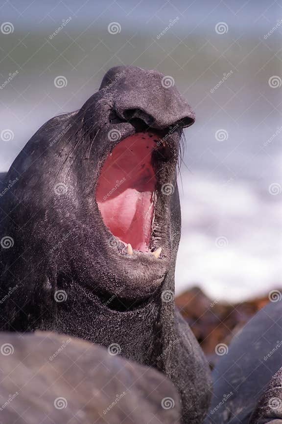 Sea elephant stock photo. Image of antarctic, strength - 11148652