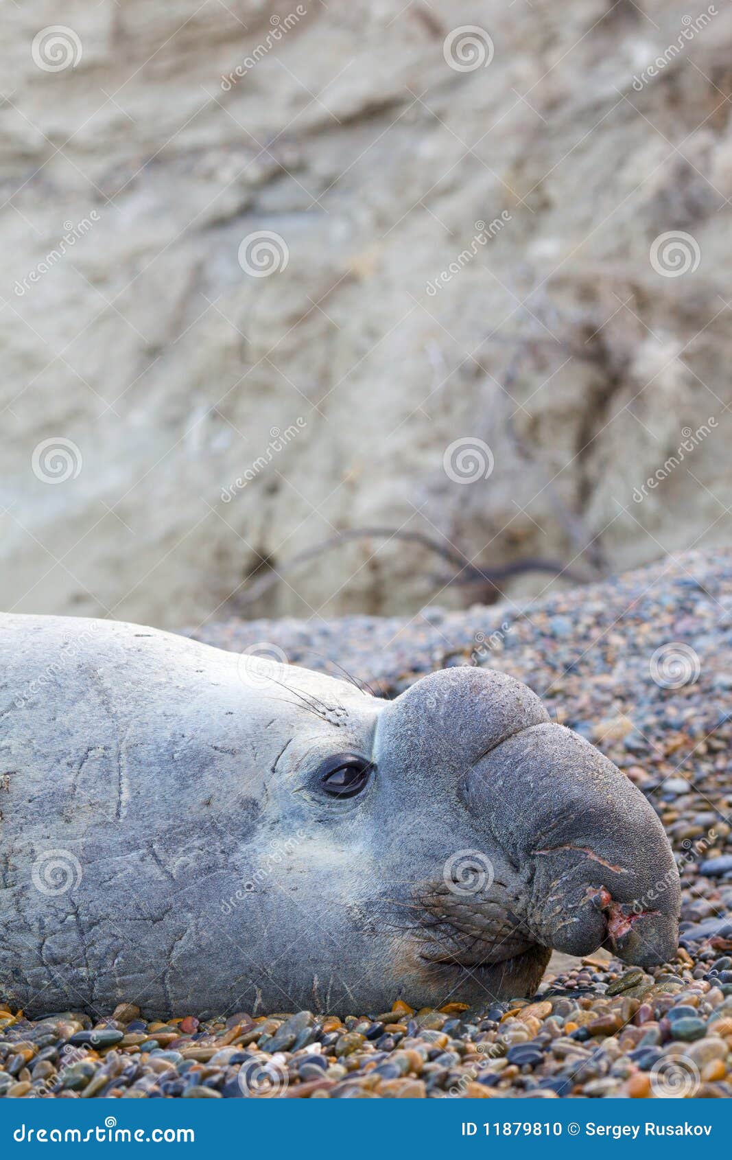 Sea elephant stock photo. Image of aquatic, energy, front - 11879810