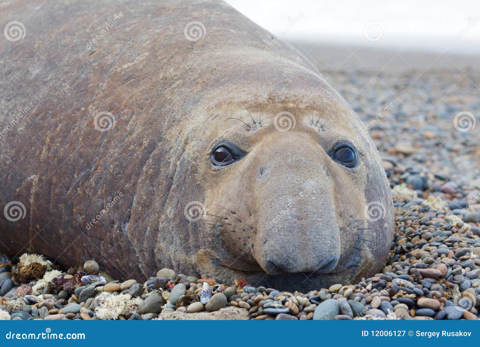 Sea Elephant Royalty Free Stock Photography - Image: 12006127