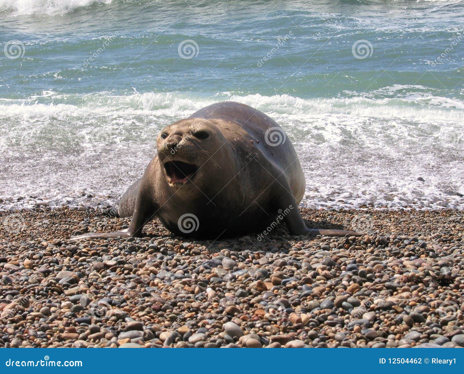 Sea Elephant stock photo. Image of wildlife, beach, madryn - 12504462