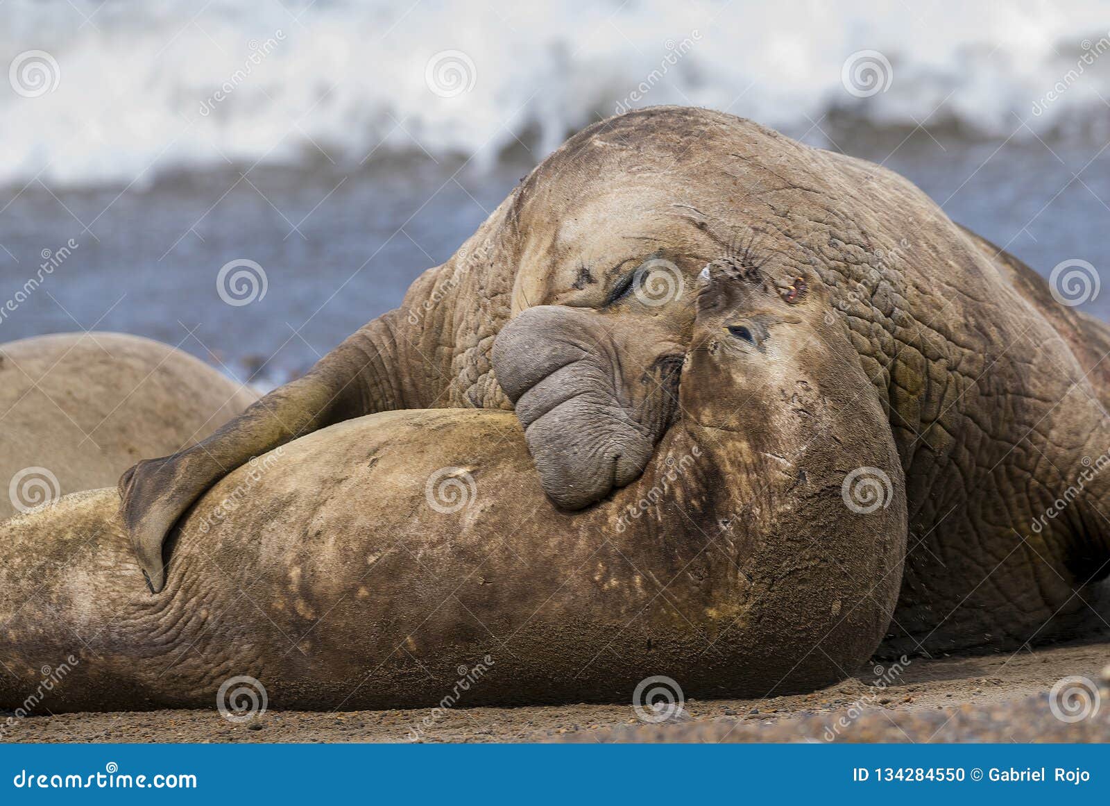 Sea elephant stock photo. Image of oceans, nuevo, america - 134284550