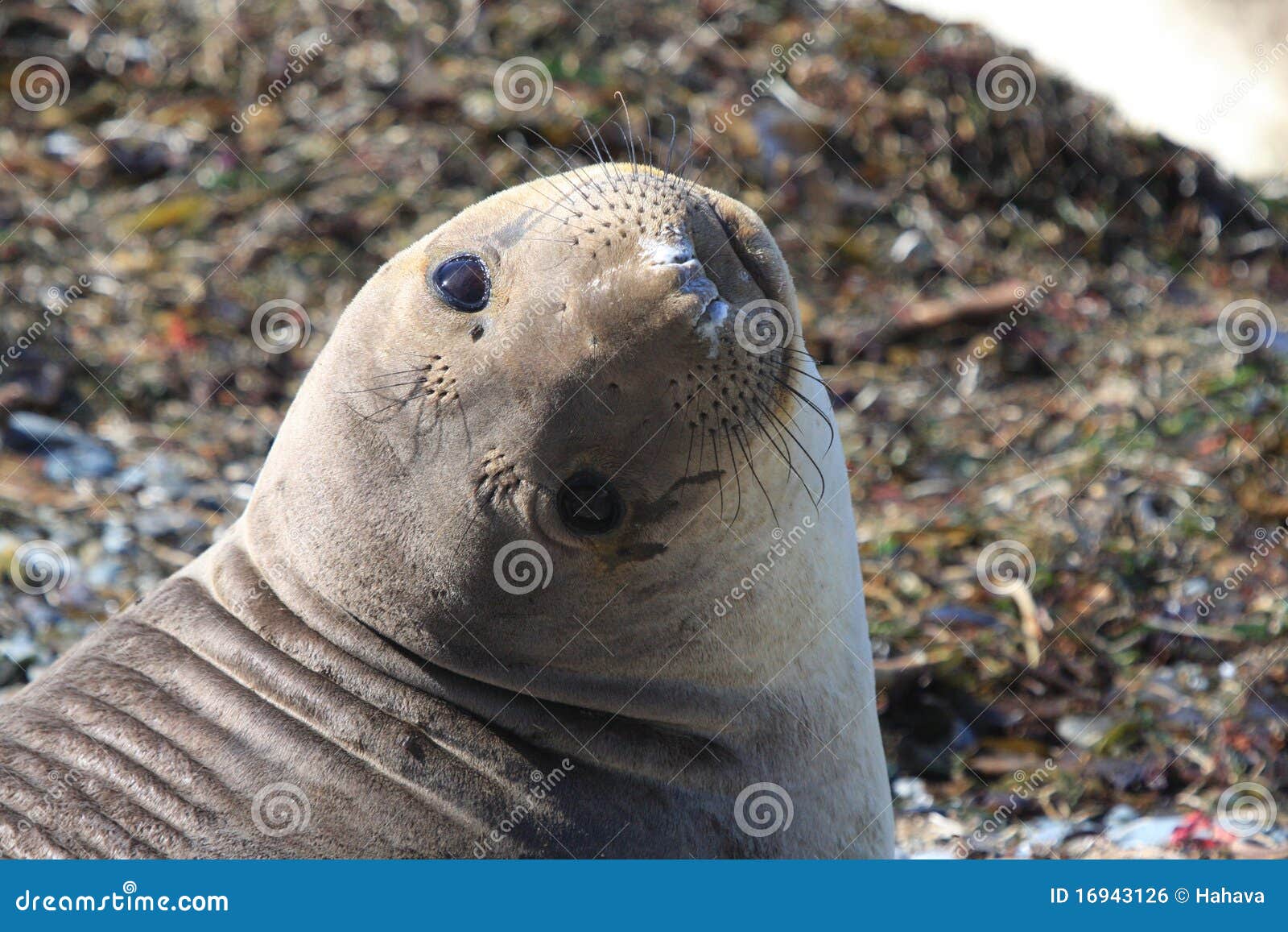 Sea elephant stock photo. Image of skin, head, fishing - 16943126