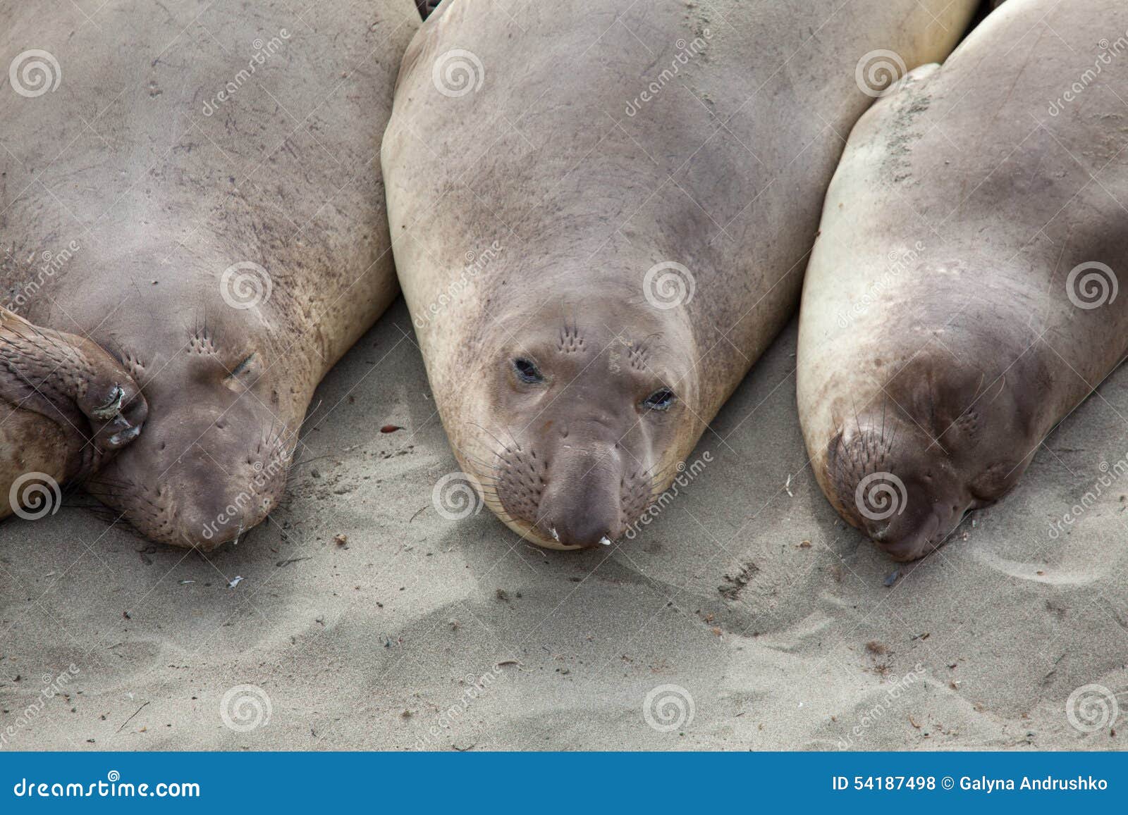 Sea elephant stock photo. Image of wild, seal, animal - 54187498