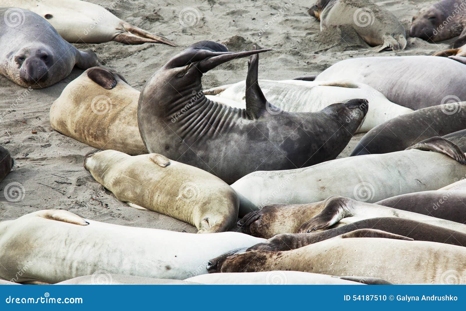Sea elephant stock photo. Image of marine, crowd, nature - 54187510