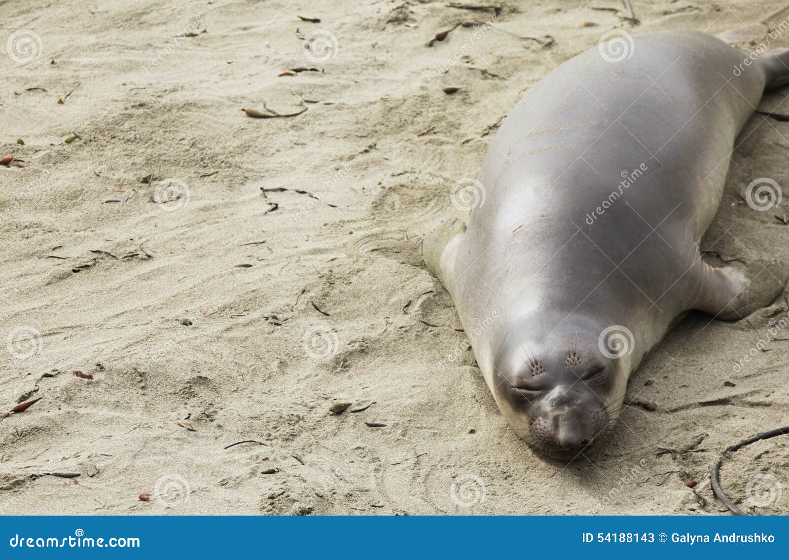 Sea elephant stock image. Image of ocean, coast, crowd - 54188143