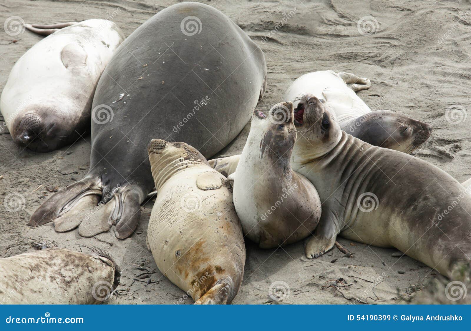 Sea elephant stock image. Image of nature, wildlife, animal - 54190399