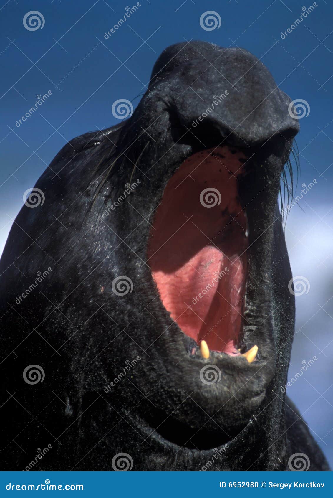 Sea elephant stock photo. Image of furious, roaring, shouting - 6952980