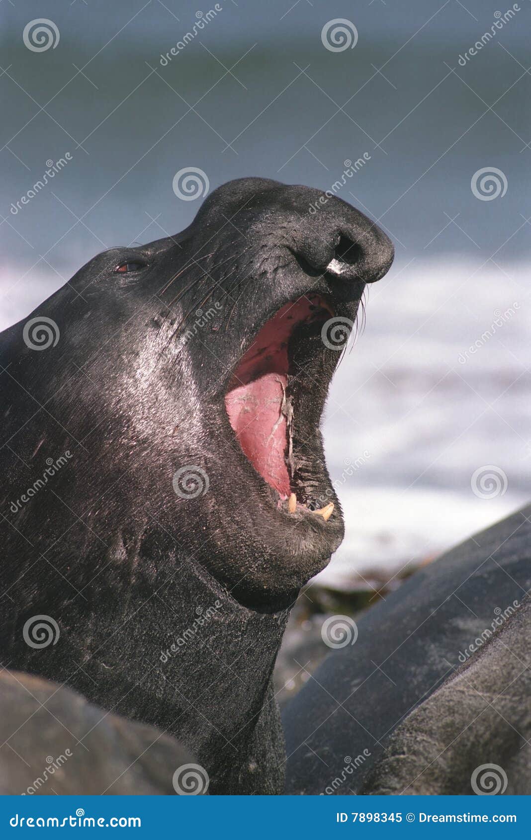 Sea elephant stock image. Image of strength, violence - 7898345