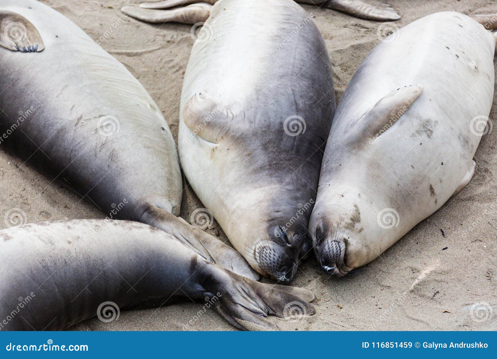 Sea elephant stock image. Image of rest, coast, park - 116851459