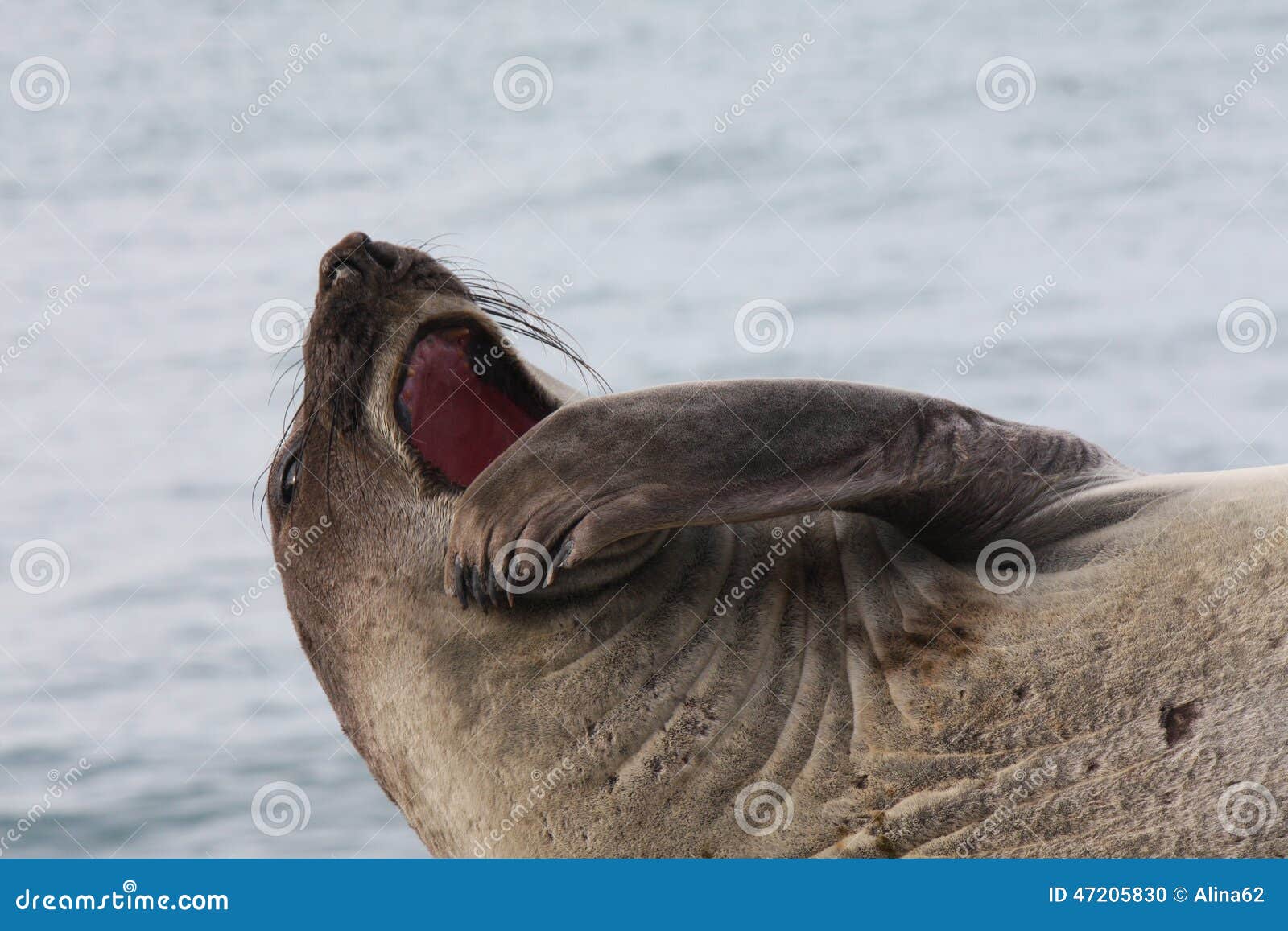 Elephant Seal thinking stock photo. Image of wallpaper - 47205830