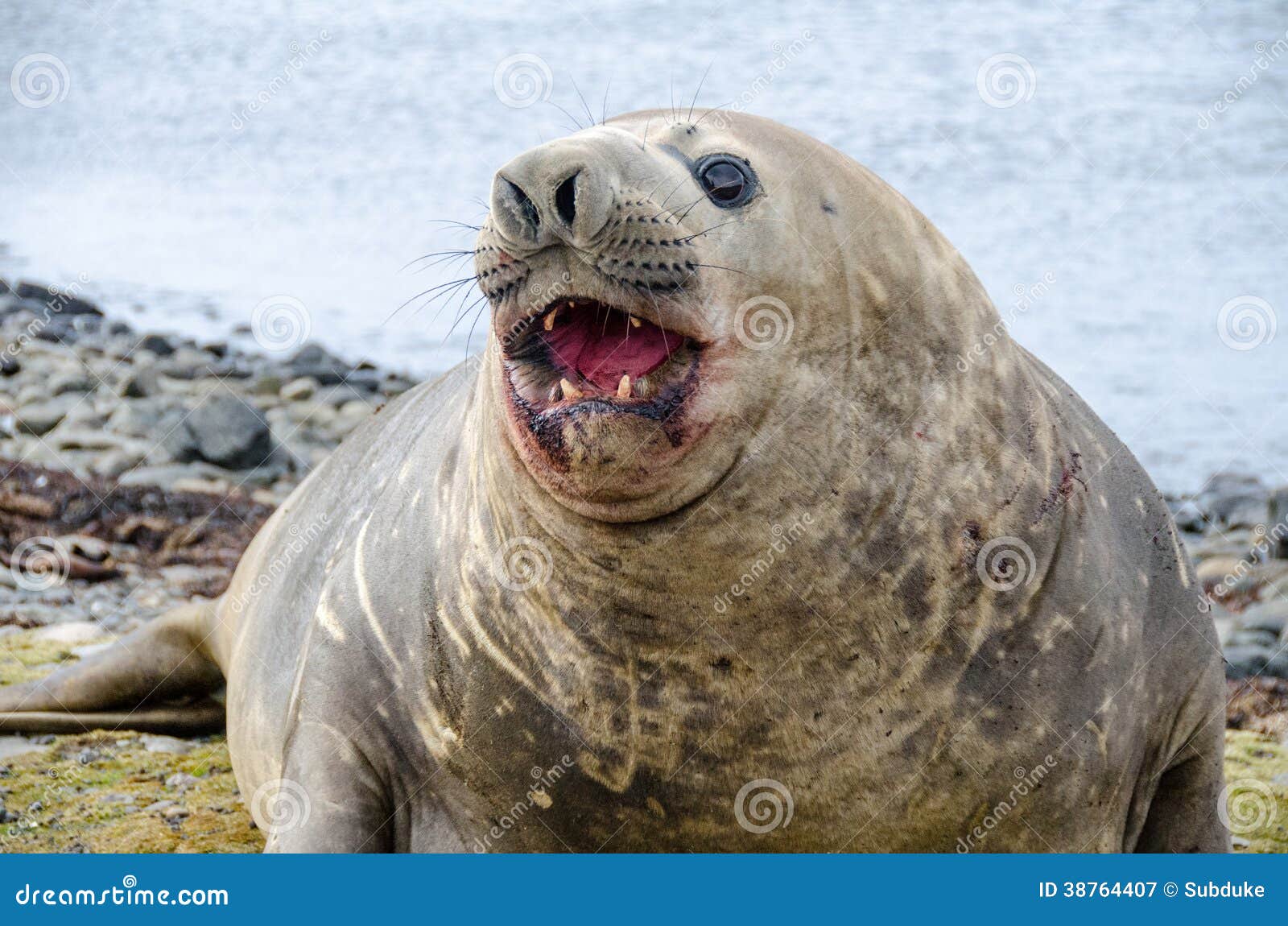 Sea elephant stock image. Image of beach, rock, eyes - 38764407