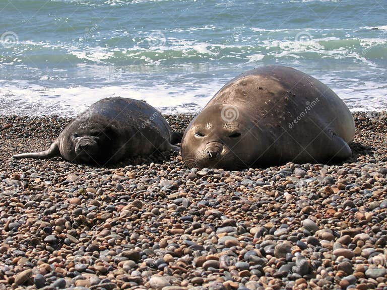Sea Elephants stock photo. Image of elephats, wildlife - 12504472