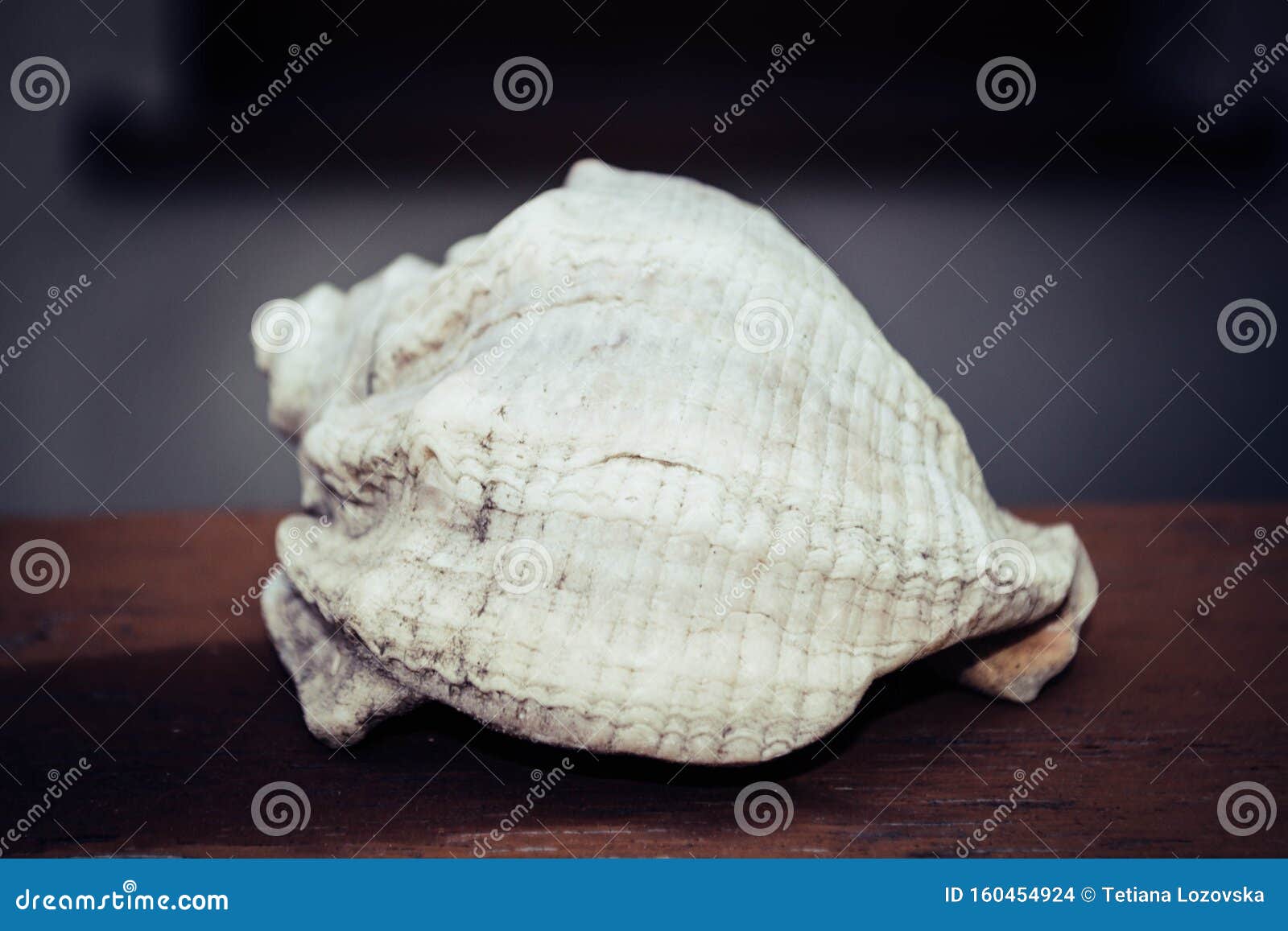 Sea empty shell, photo stock photo. Image of mollusk - 160454924