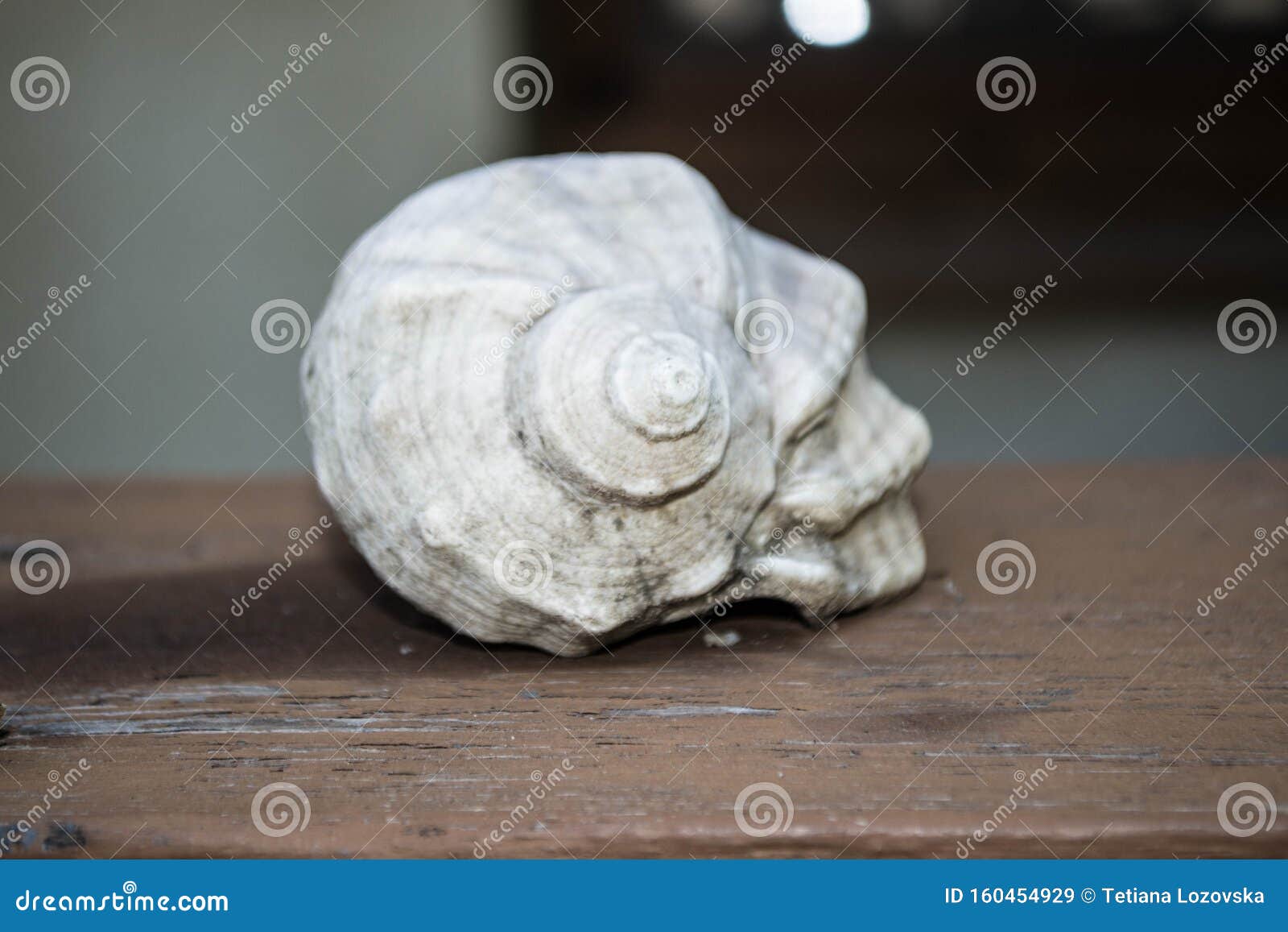 Sea empty shell, photo stock image. Image of artistic - 160454929