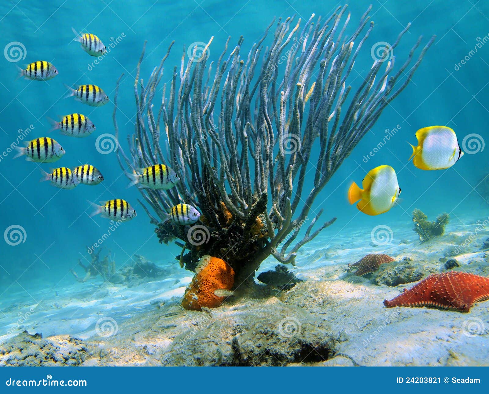 Sea fan stock image. Image of clear, nature, mexico, gorgon - 24203821
