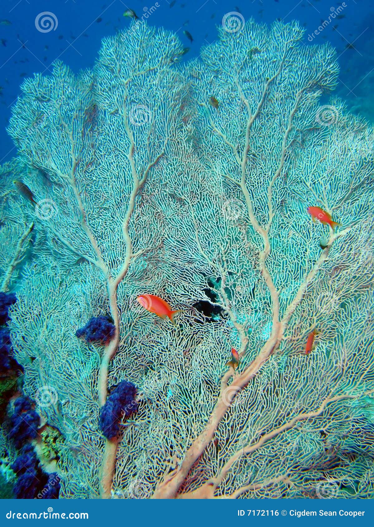Sea Fan stock photo. Image of coral, orange, park, seawater - 7172116