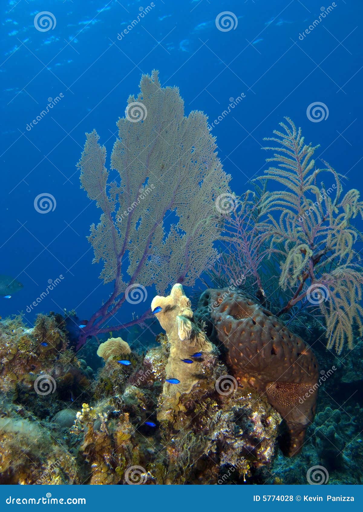 Sea Fan and Blue Fish stock photo. Image of sponge, vertibrate - 5774028
