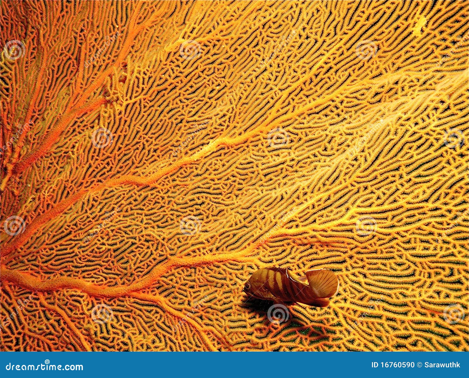 Sea fan coral stock photo. Image of small, giant, deep - 16760590