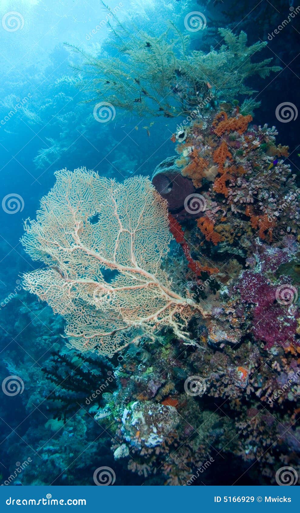 Sea Fan and coral stock image. Image of coral, invertebrate - 5166929
