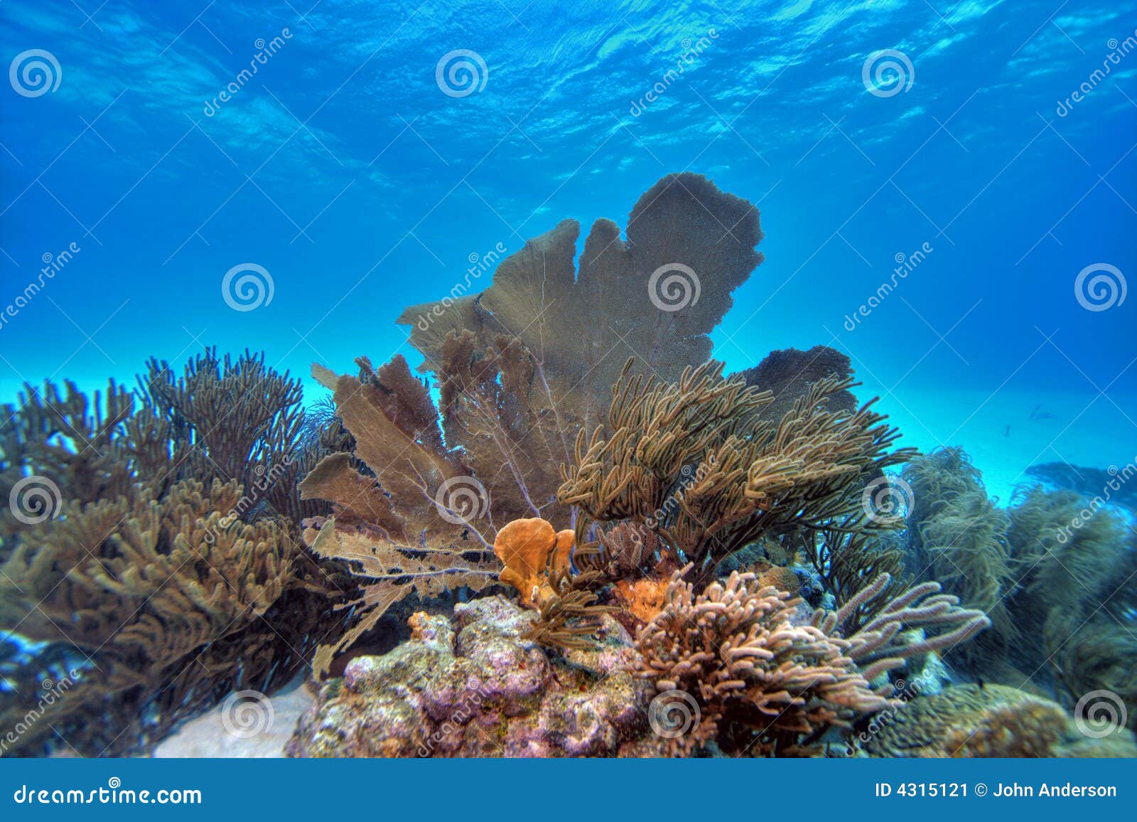 Sea fan on coral reef stock image. Image of coral, diving - 4315121