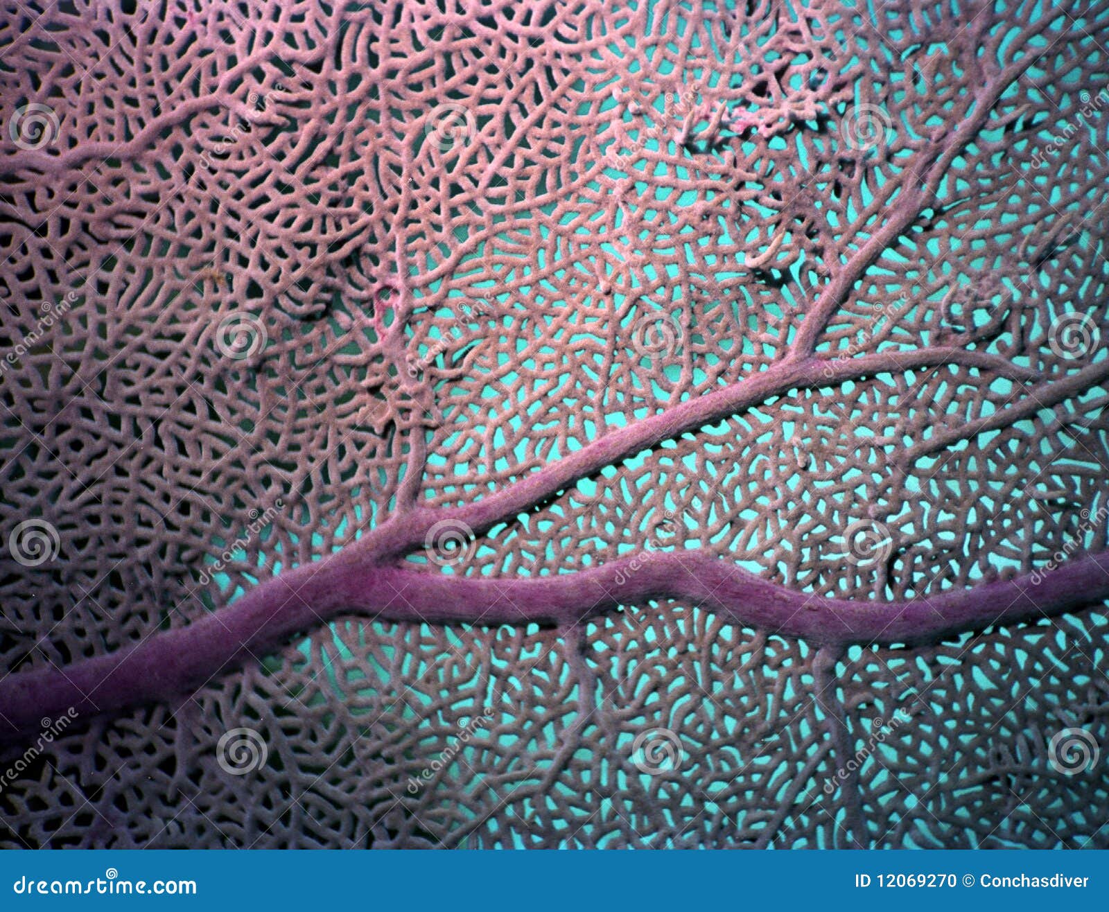 Sea fan detail stock photo. Image of carribean, scubadive - 12069270