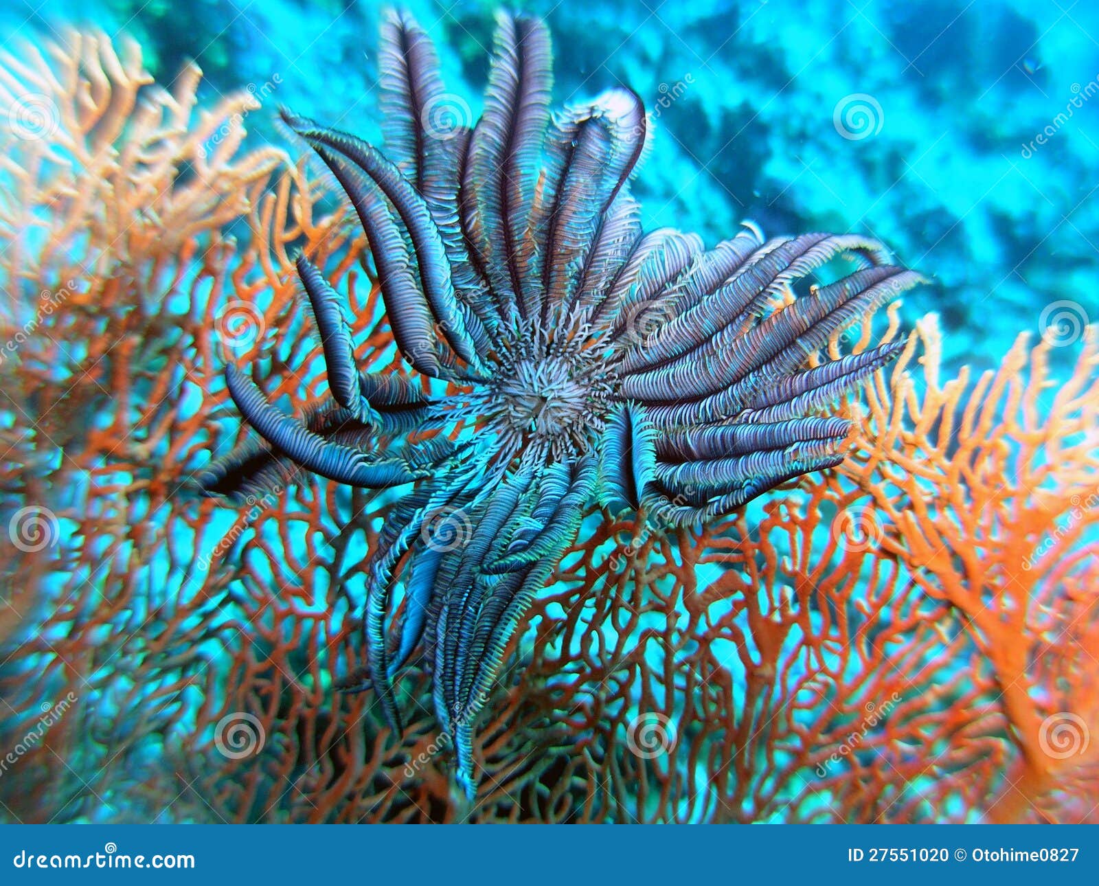 Sea fan and a feather star stock photo. Image of star - 27551020