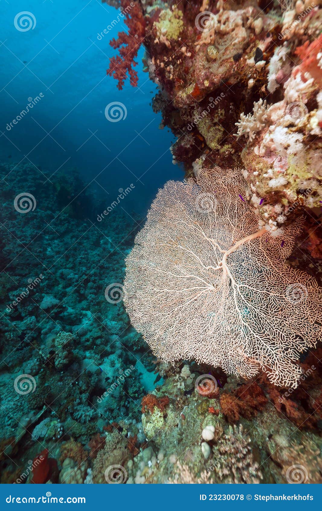 Sea fan in the Red Sea. stock photo. Image of school - 23230078