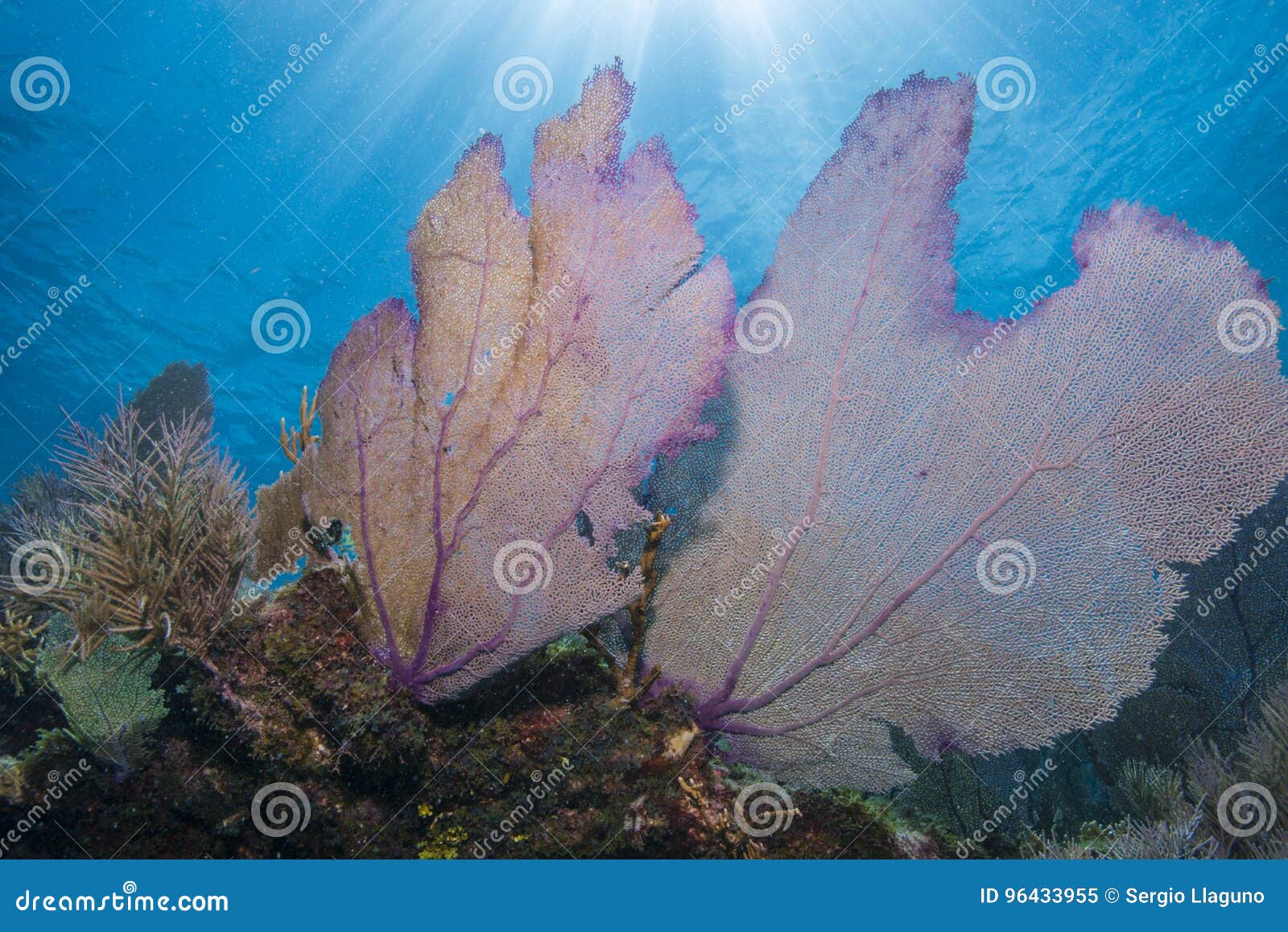 Sea Fan and Sun Rays stock image. Image of gorgonia, wreck - 96433955