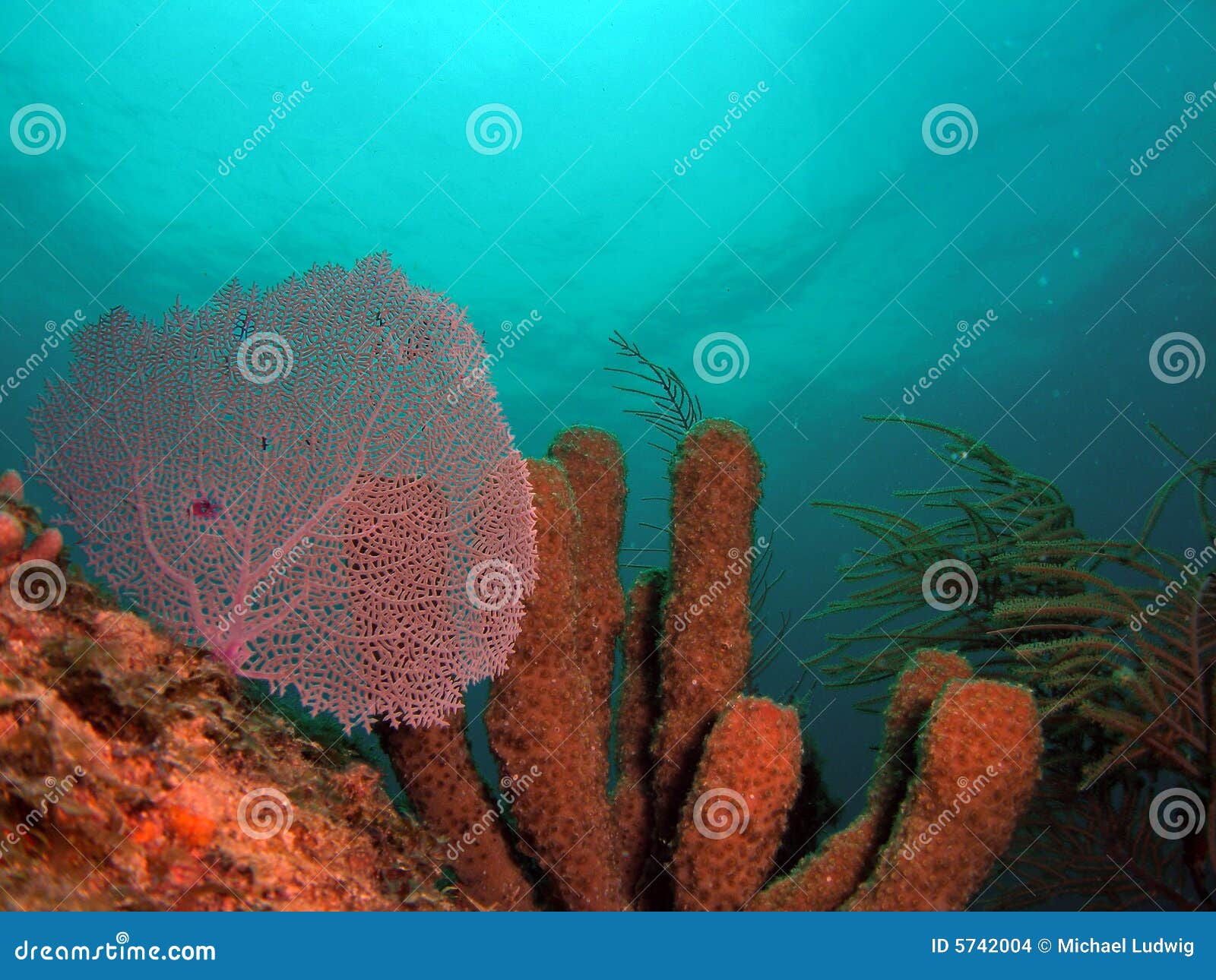 Sea fan and tube coral stock photo. Image of diver, reef - 5742004